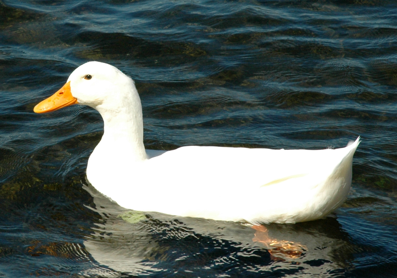 Don’t “Duck” Outta Dis One – F3 Louisville